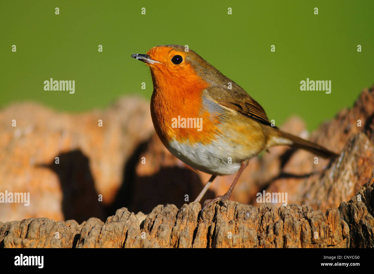 A robin on a tree stump in sunshine UK Stock Photo - Alamy