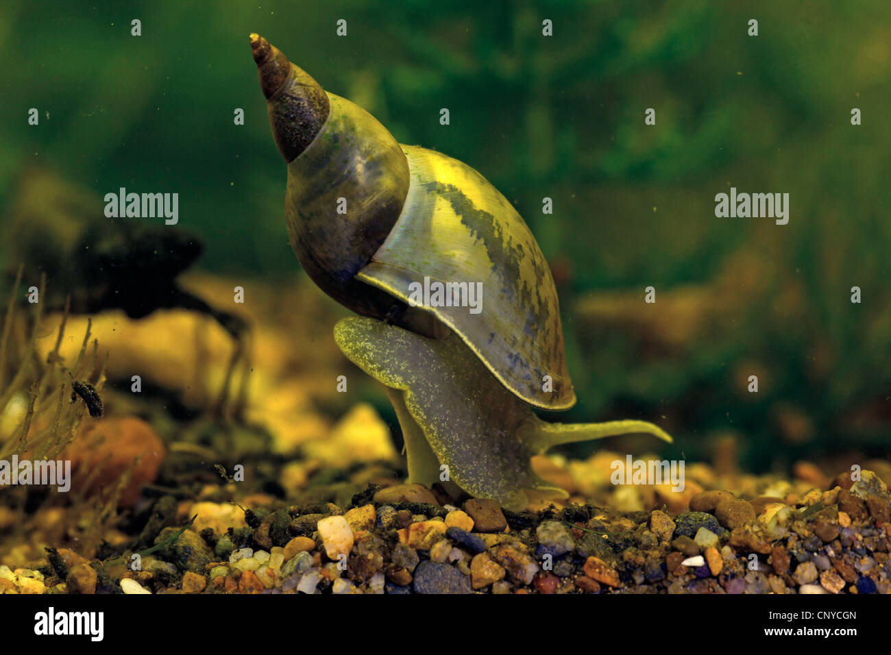 great pond snail (Lymnaea stagnalis), creeping over gravel ground Stock ...