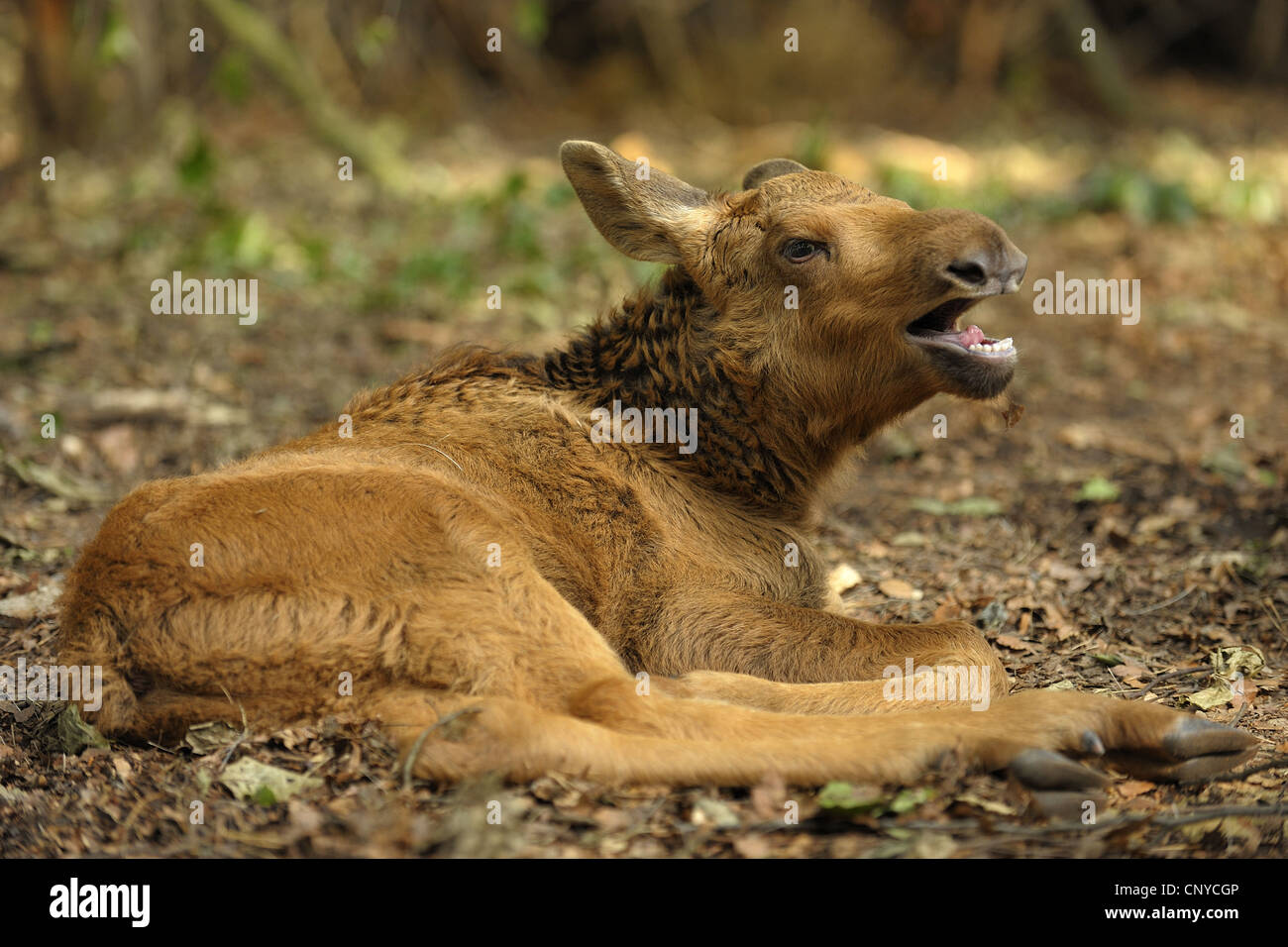 Resting moose hi-res stock photography and images - Alamy