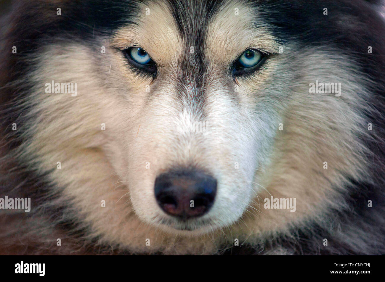 Alaskan Husky (Canis lupus f. familiaris), portrait Stock Photo - Alamy