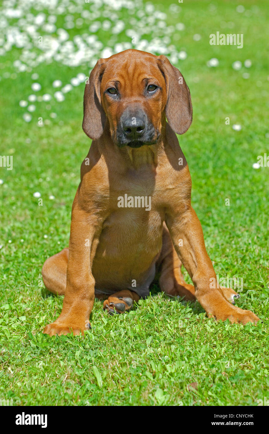 Rhodesian Ridgeback (Canis lupus f. familiaris), puppy sitting in ...