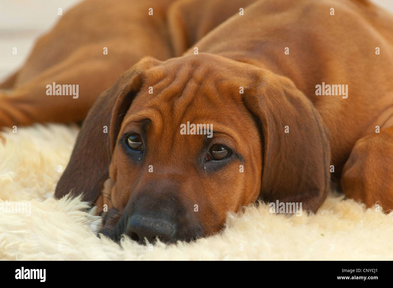Rhodesian Ridgeback (Canis lupus f. familiaris), puppy lying on fur ...