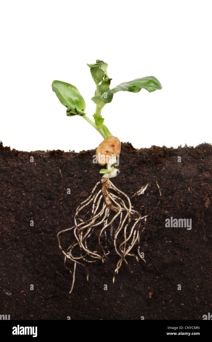 Broad bean seedling hi-res stock photography and images - Alamy
