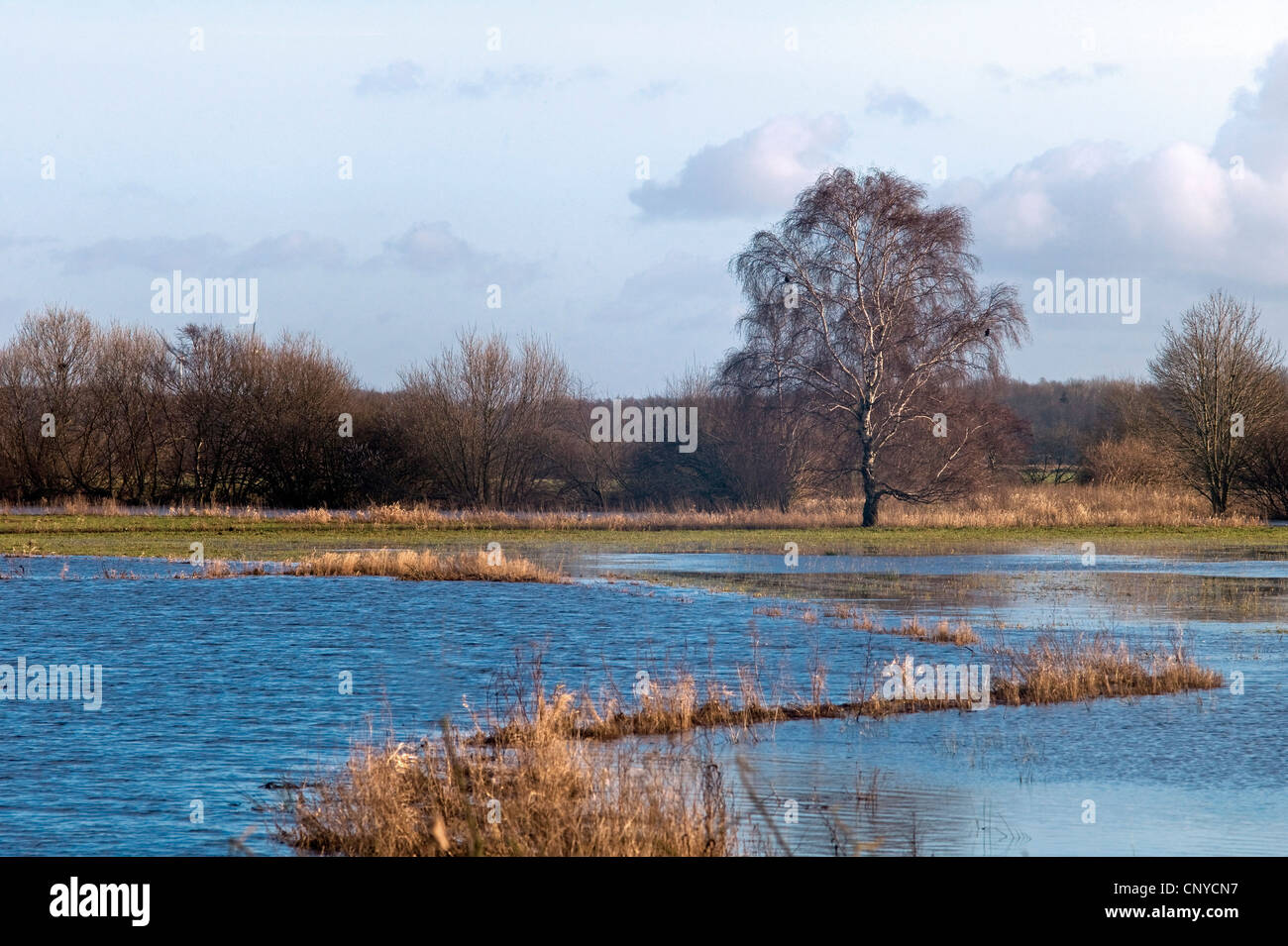 flooded meadows, Hammewiesen, Germany, Lower Saxony, Osterholz ...