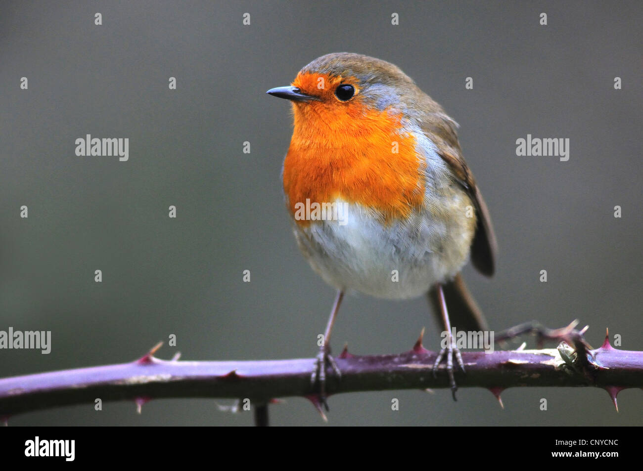 Bramble bird hi-res stock photography and images - Alamy