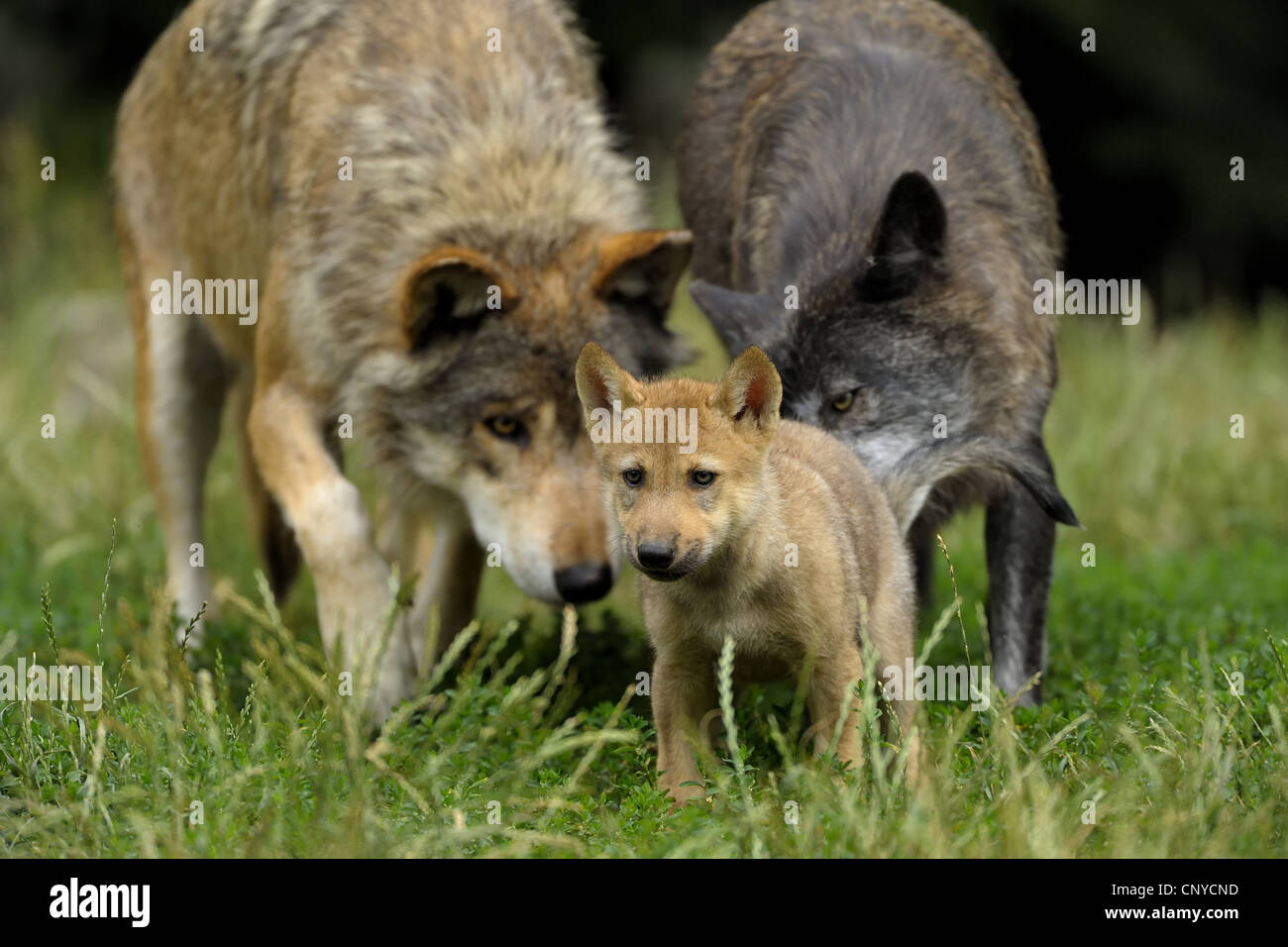 Wolf parents hi-res stock photography and images - Alamy