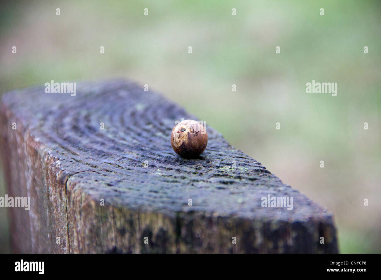 Hazelnut having been nibbled on Stock Photo - Alamy