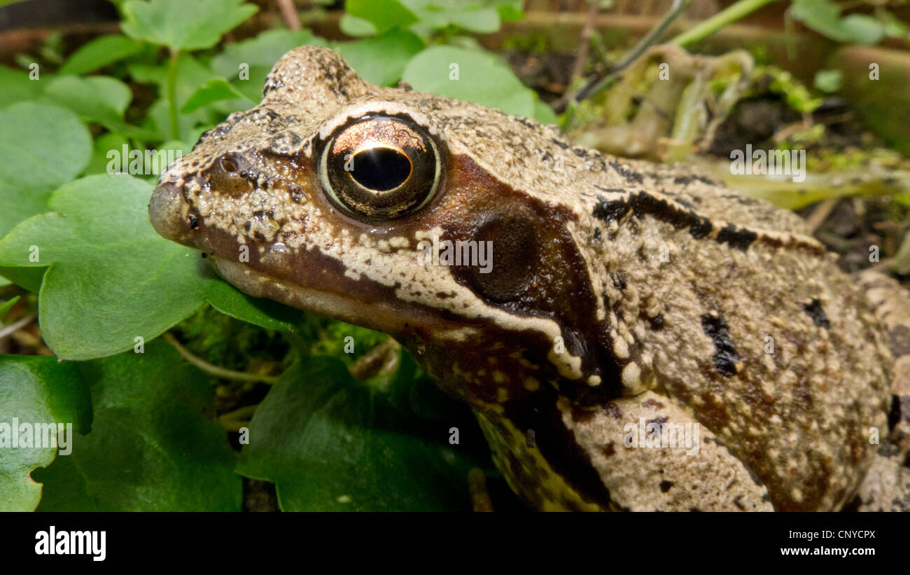 A common garden toad in England Stock Photo - Alamy