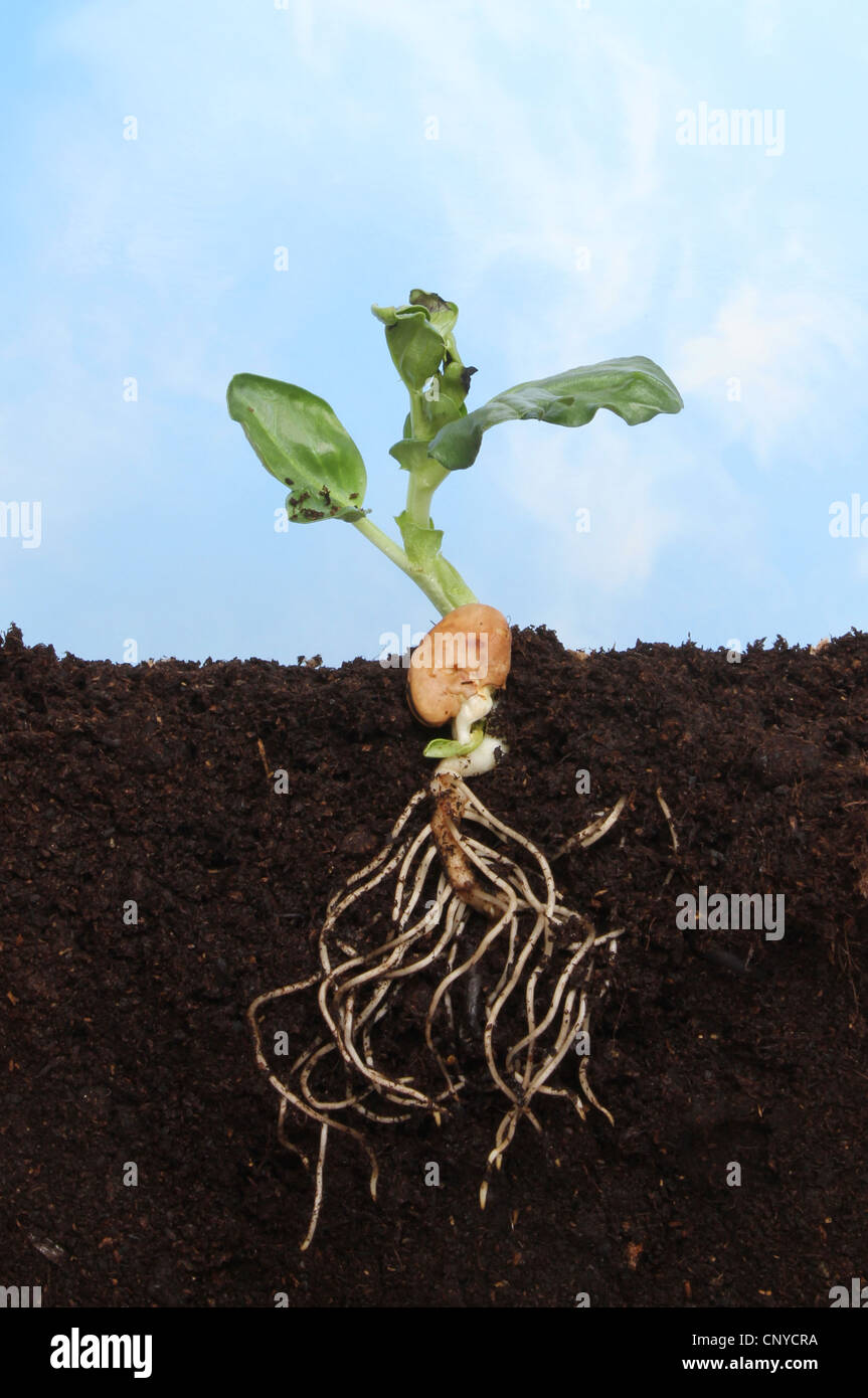 Bean seed roots hi-res stock photography and images - Alamy