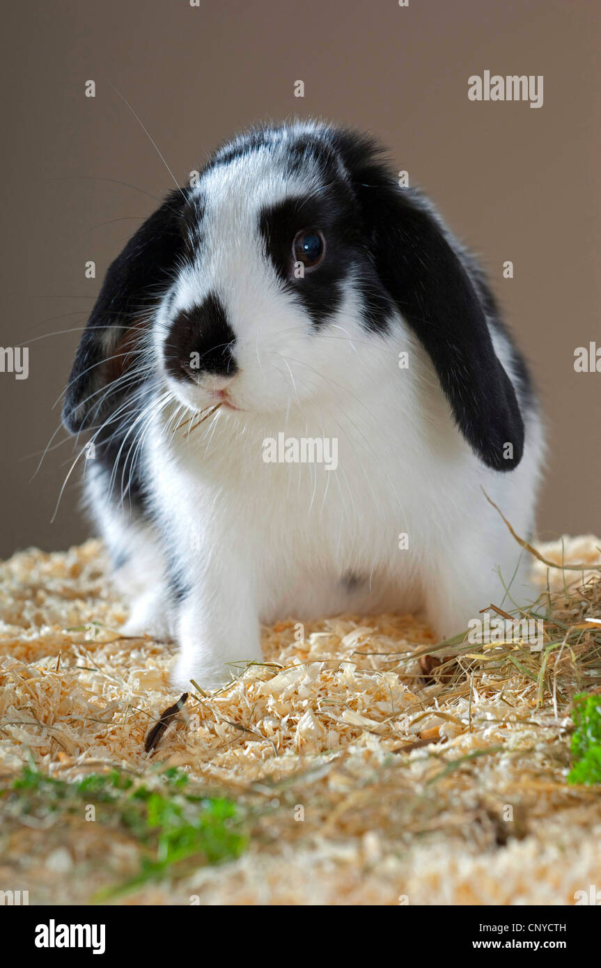 dwarf rabbit (Oryctolagus cuniculus f. domestica), black and white ...