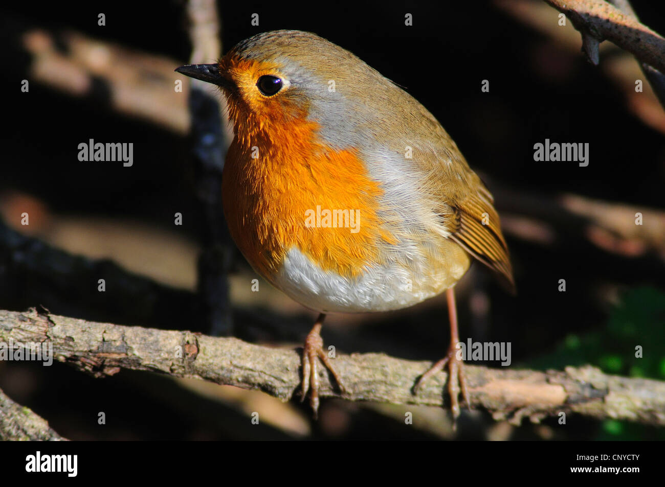 Robin feet hi-res stock photography and images - Alamy