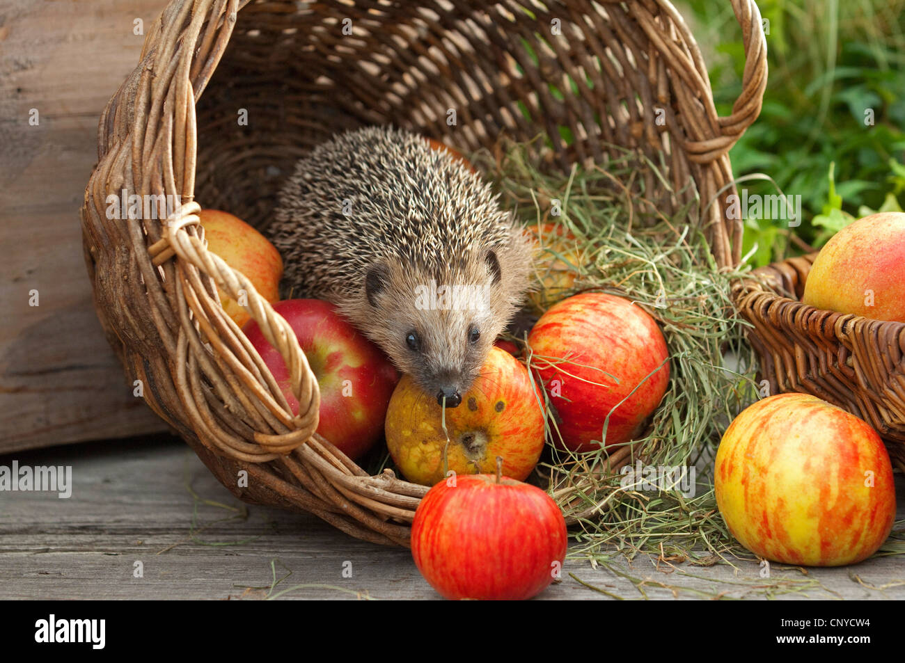 Western hedgehog, European hedgehog (Erinaceus europaeus), climbing in ...
