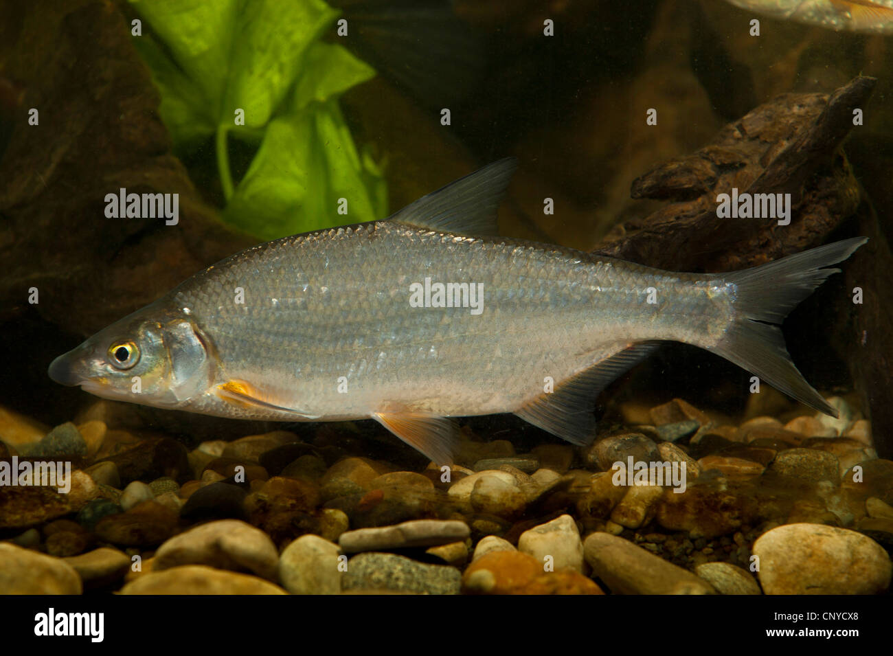Vimba bream hi-res stock photography and images - Alamy