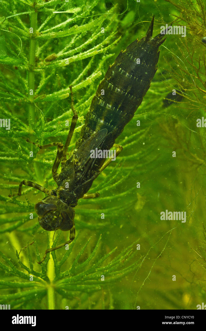 blue-green darner, southern aeshna, southern hawker (Aeshna cyanea ...