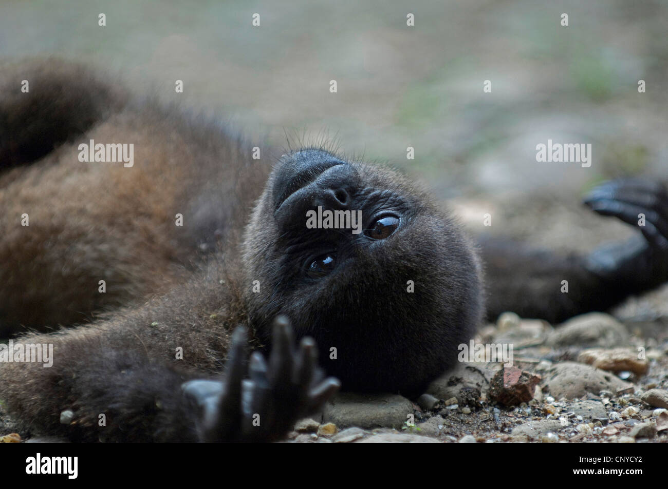 common woolly monkey, Humboldt's woolly monkey (Lagothrix lagotricha ...