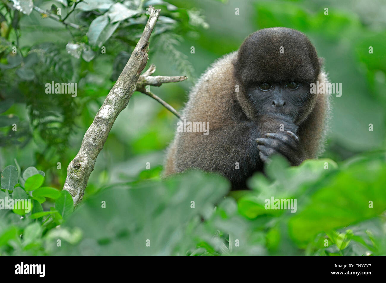 common woolly monkey, Humboldt's woolly monkey (Lagothrix lagotricha ...