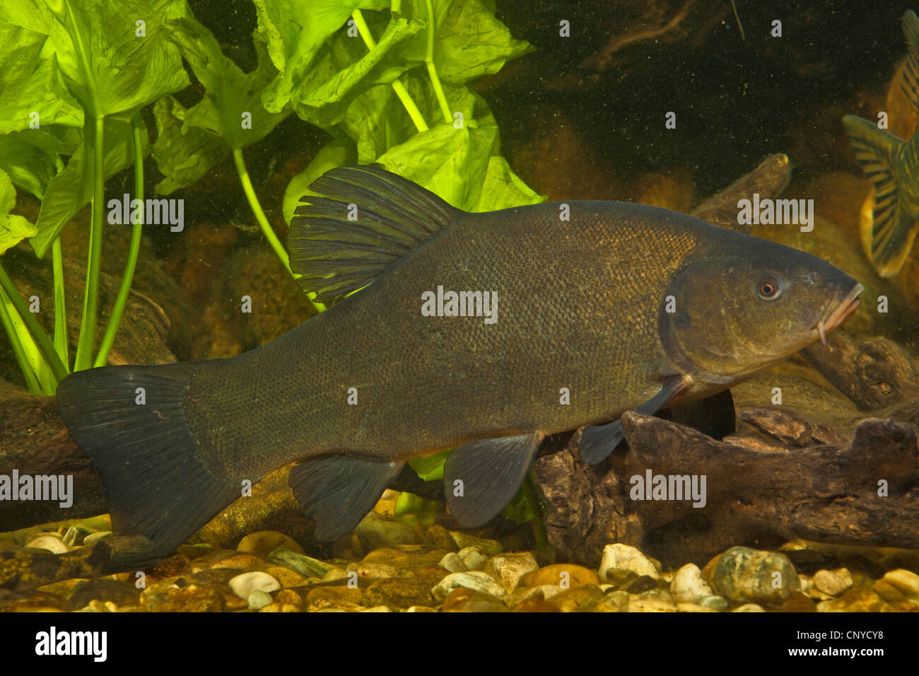 tench (Tinca tinca), spawner at the pebble ground of a water Stock ...