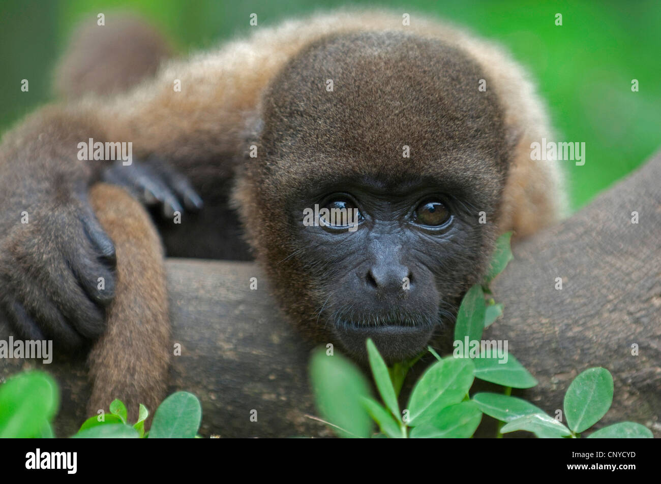 Common woolly monkey hi-res stock photography and images - Alamy