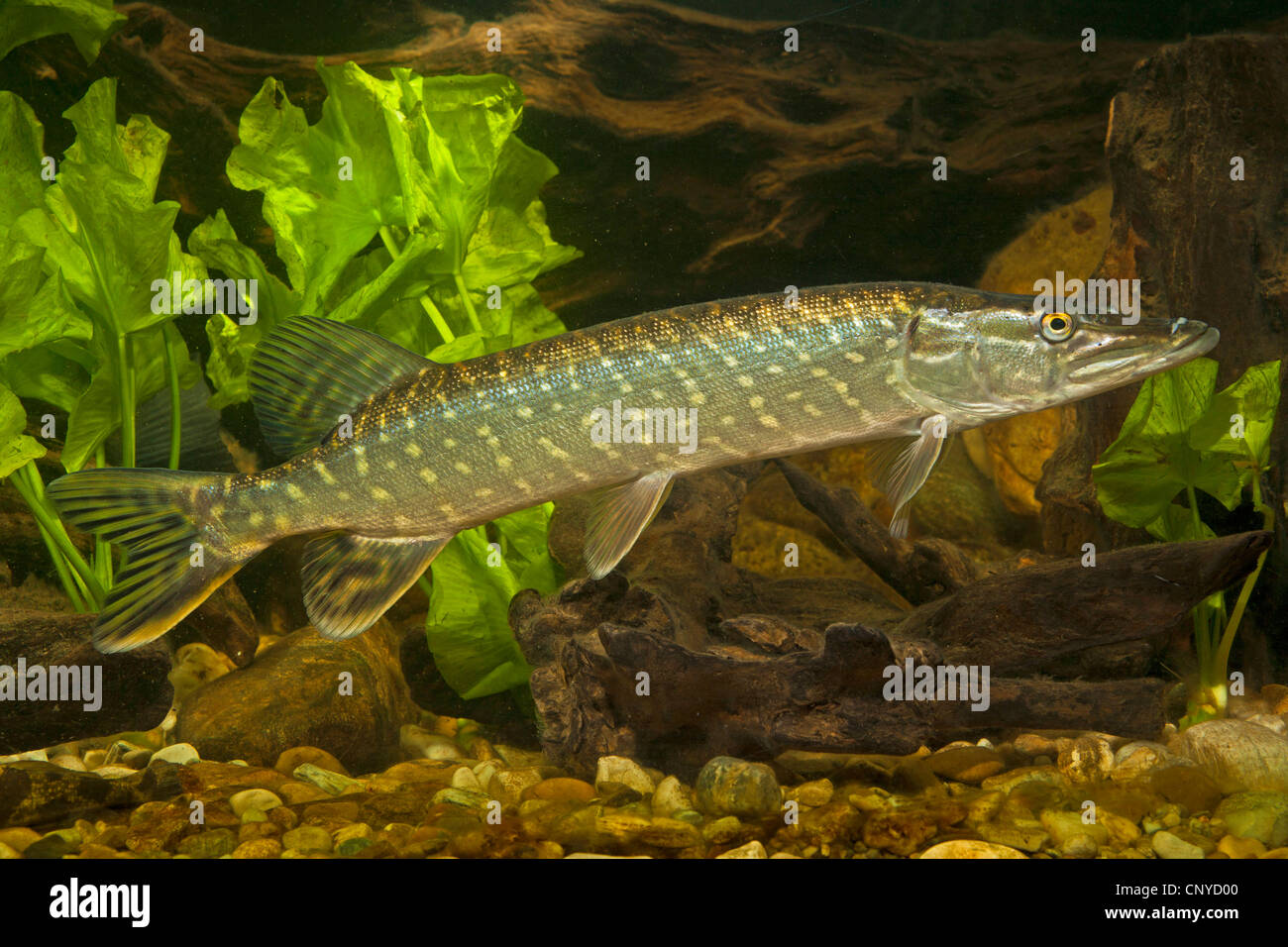 pike, northern pike (Esox lucius), fish at the pebble ground of a water ...