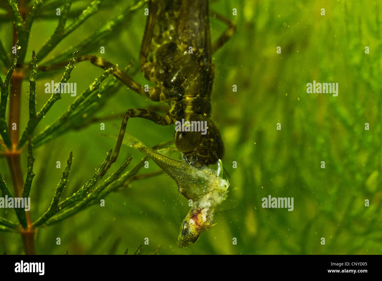 blue-green darner, southern aeshna, southern hawker (Aeshna cyanea ...