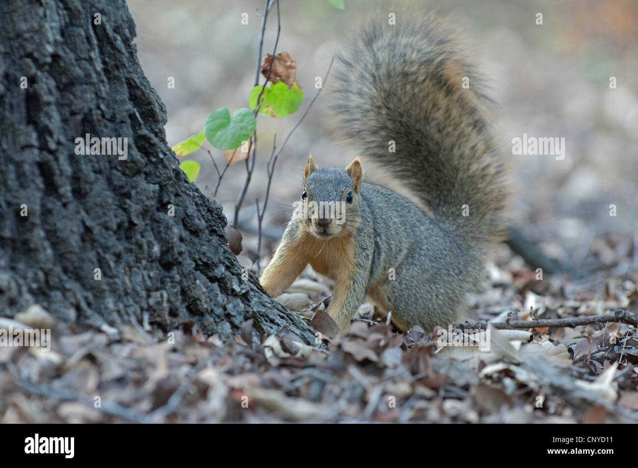 Western Gray Squirrel Cute