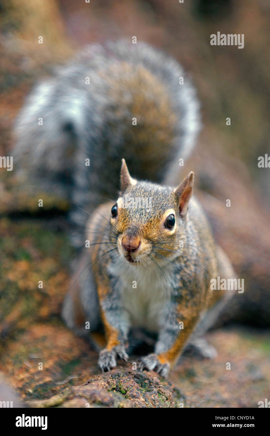 Western Gray Squirrel Stock Photos & Western Gray Squirrel Stock Images ...
