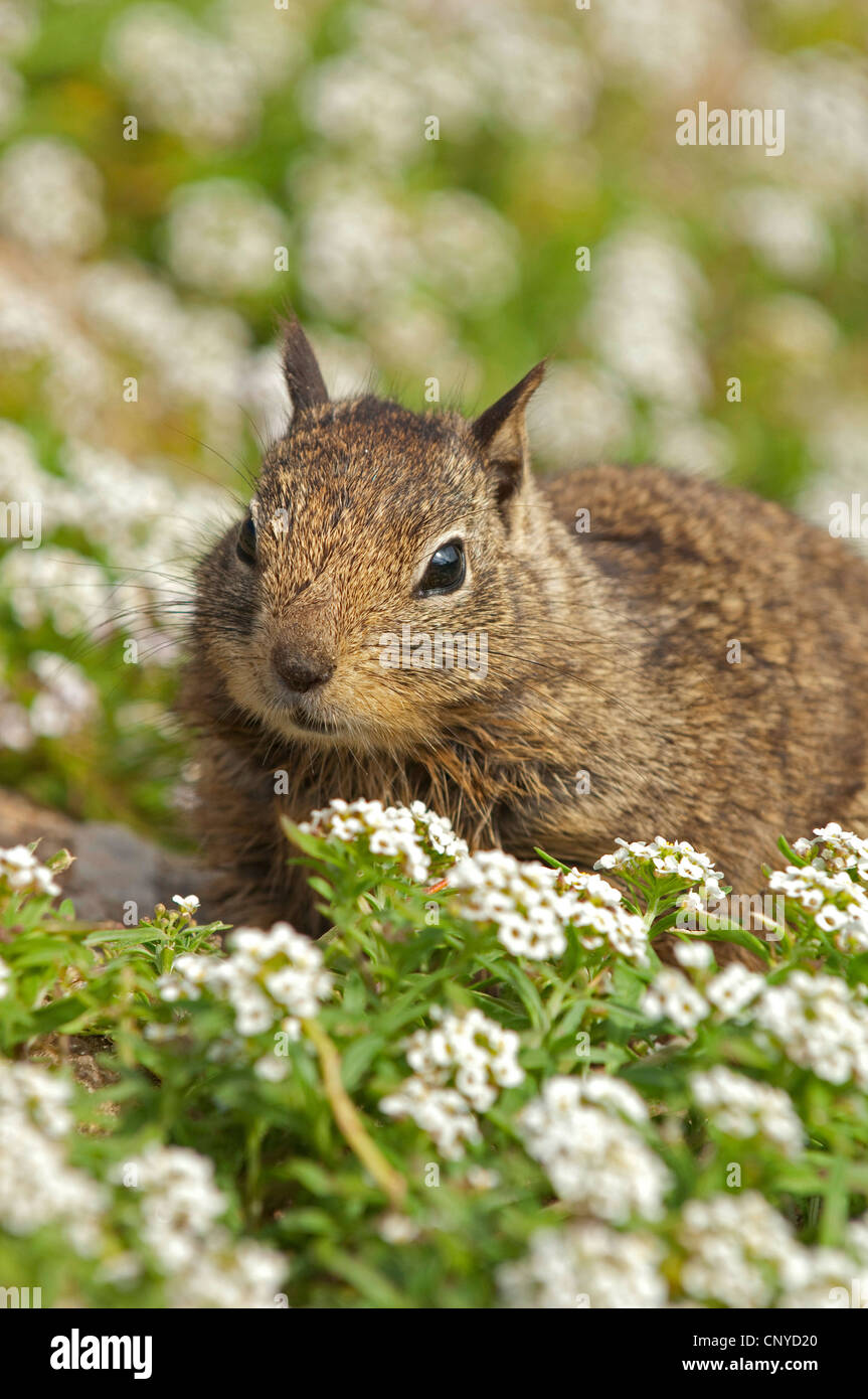 squirrels sitting on a carpet of white blossoms Stock Photo - Alamy