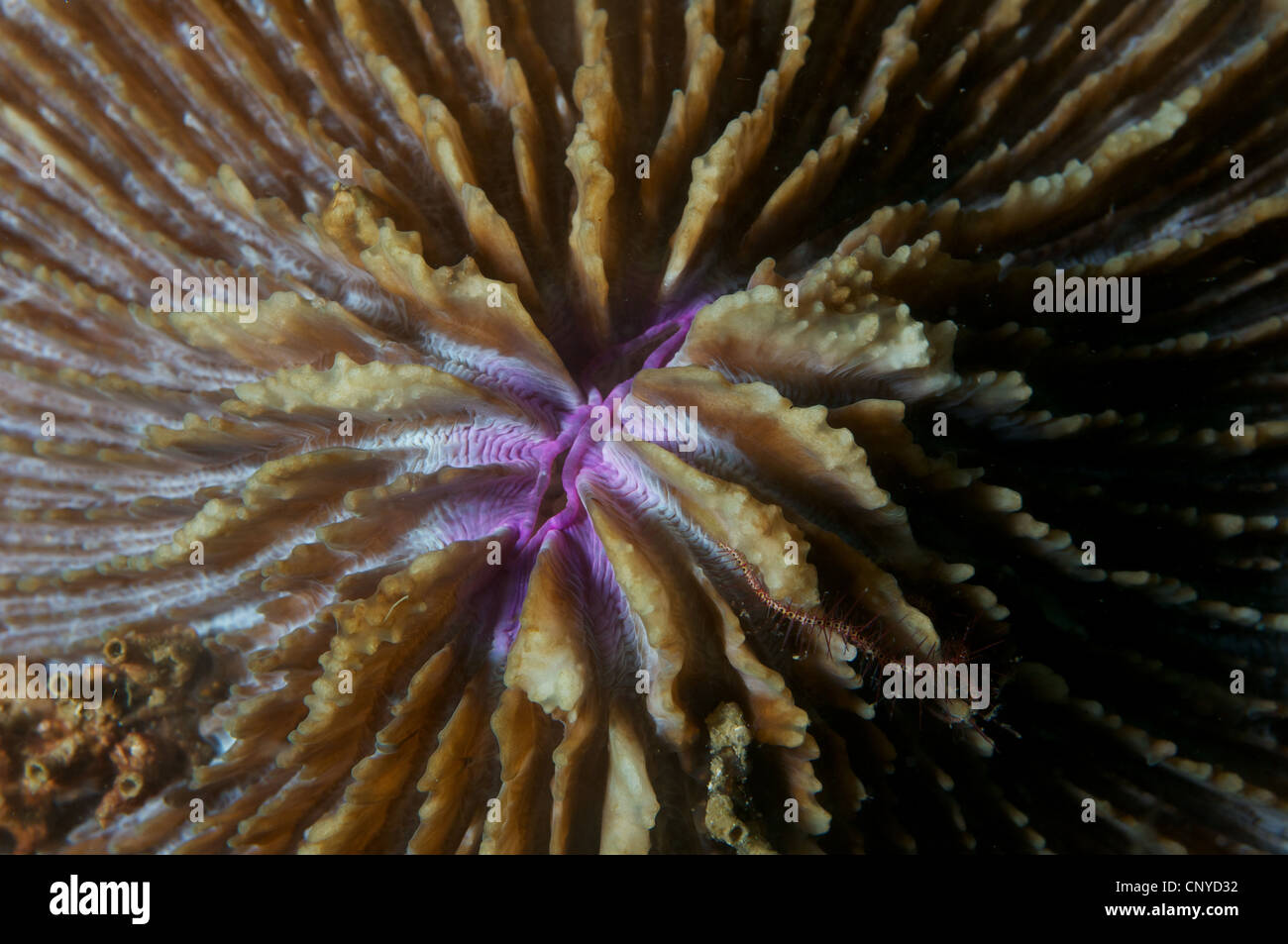 Dollar sea underwater hi-res stock photography and images - Alamy