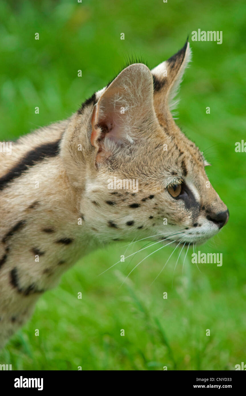Serval leptailurus serval hi-res stock photography and images - Alamy