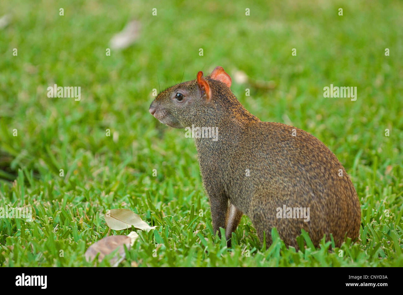 Green Acouchy (Myoprocta pratti), sitting in the grass, Mexico, Yucatan ...