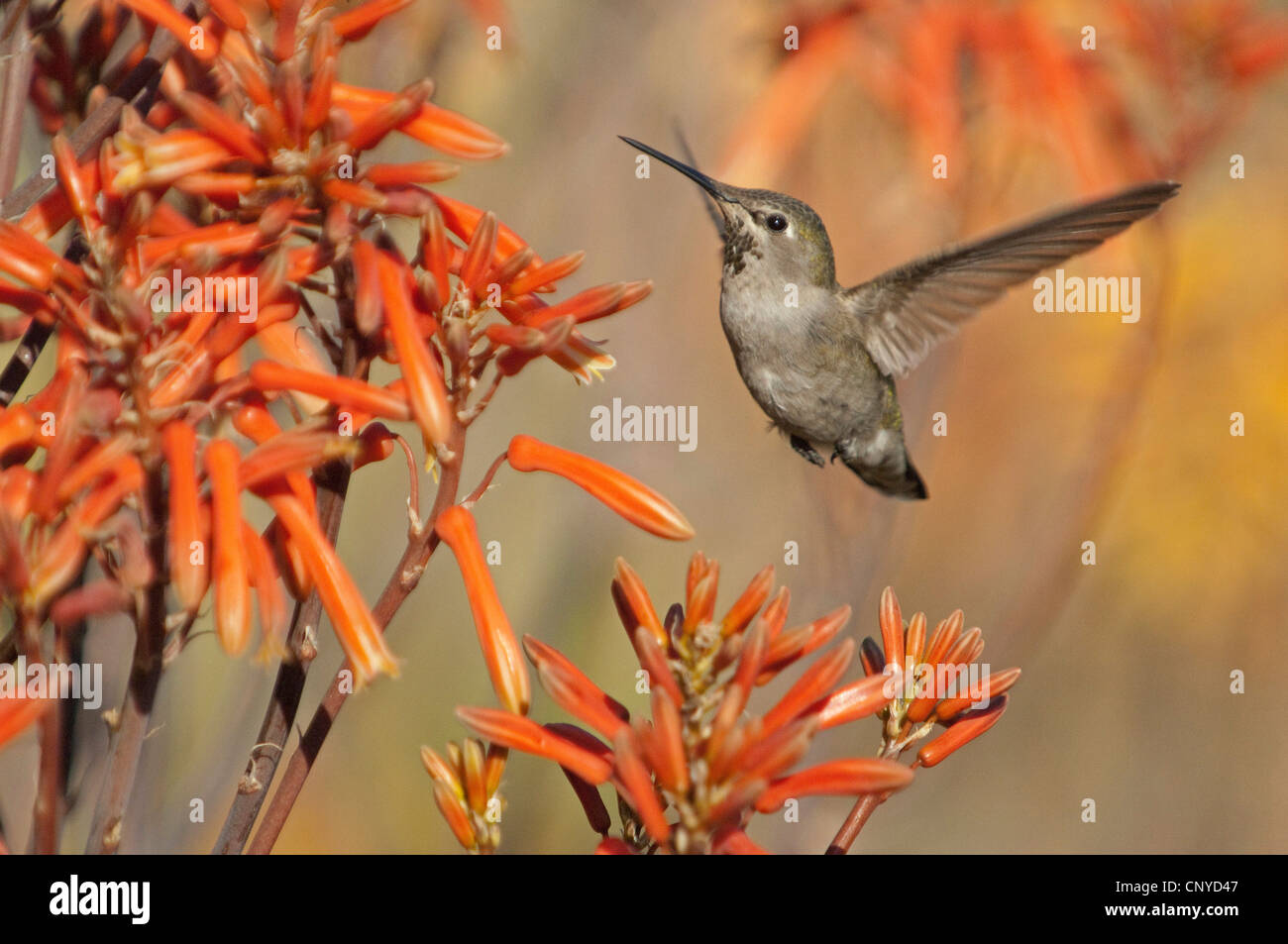 Female anna hummingbird hi-res stock photography and images - Alamy