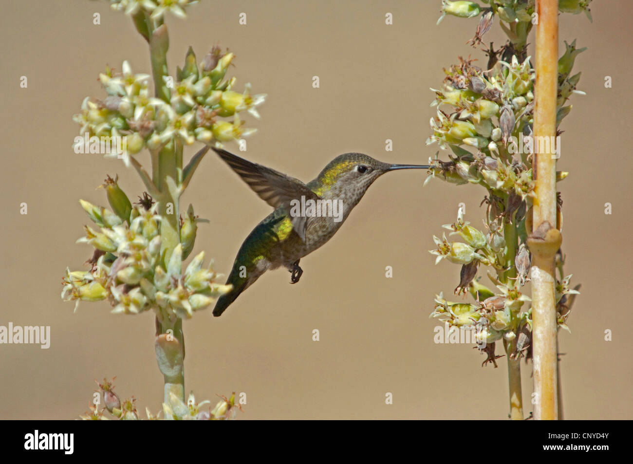 Female anna hummingbird hi-res stock photography and images - Alamy