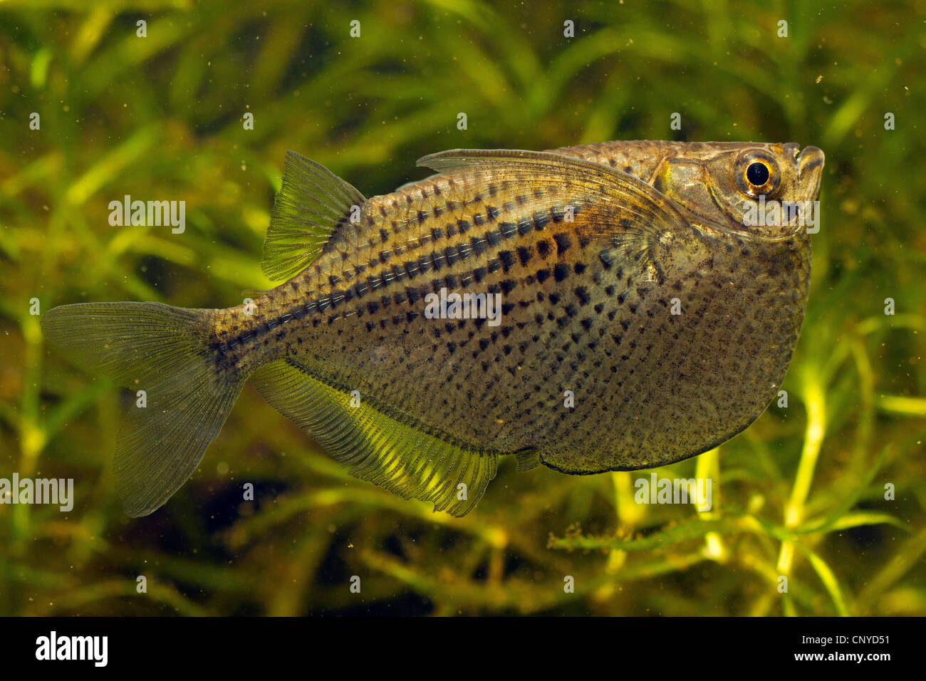 spotted hatchetfish (Gasteropelecus maculatus), fish among water plants ...