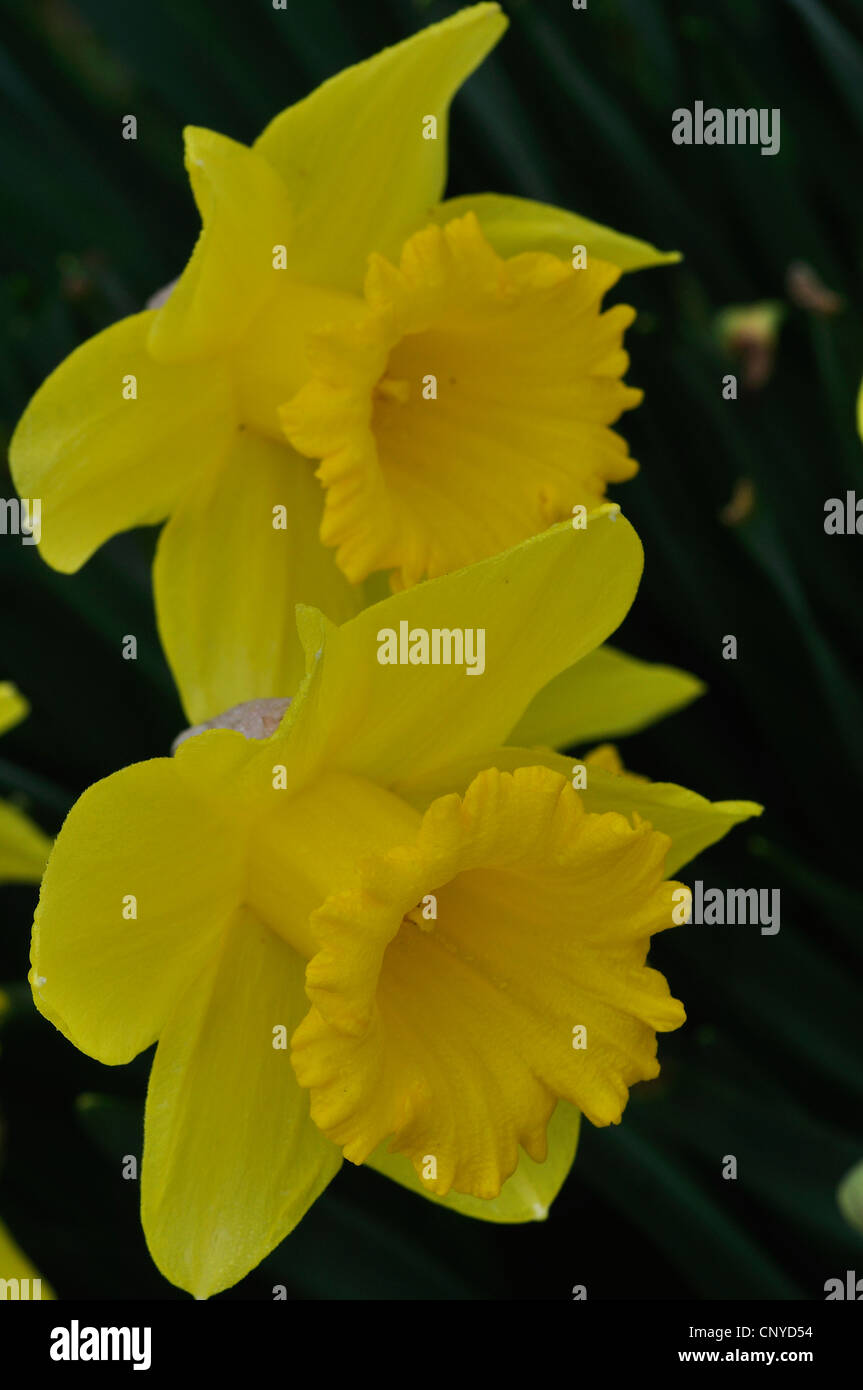 Two big yellow daffodil flowers UK Stock Photo - Alamy