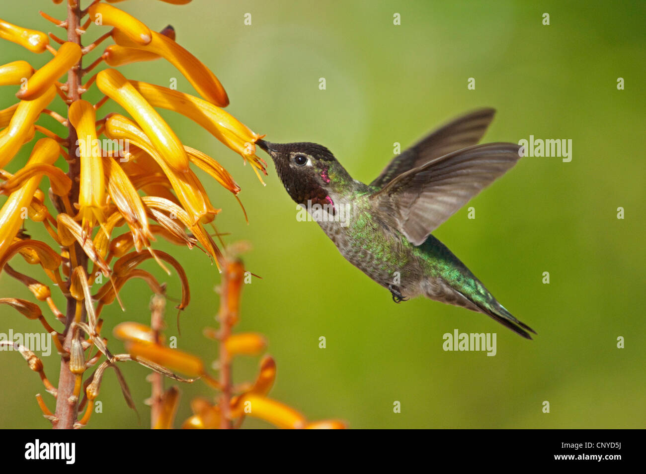 anna's hummingbird (Calypte anna), male feeding on nectar of a flower ...