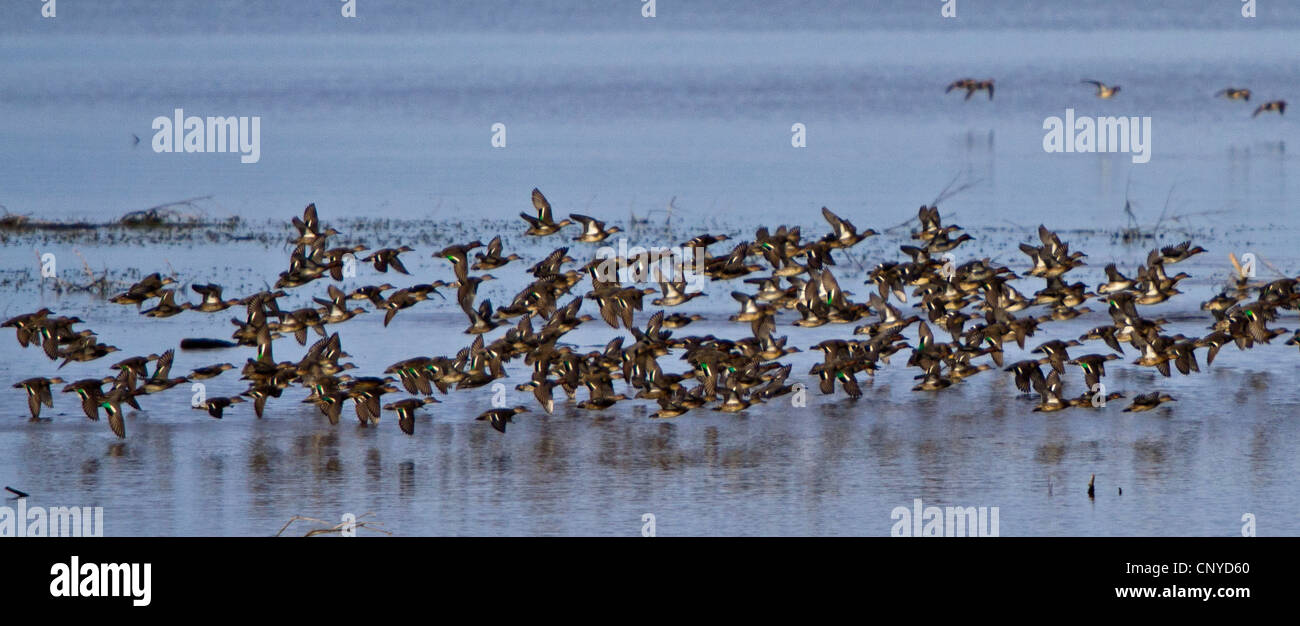 green-winged teal (Anas crecca), flock flying close to the water ...