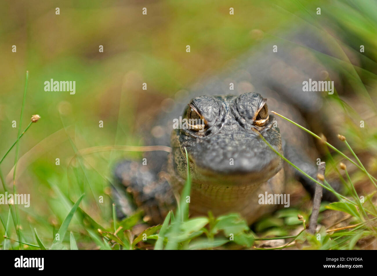 American alligator (Alligator mississippiensis), alligator baby, USA ...