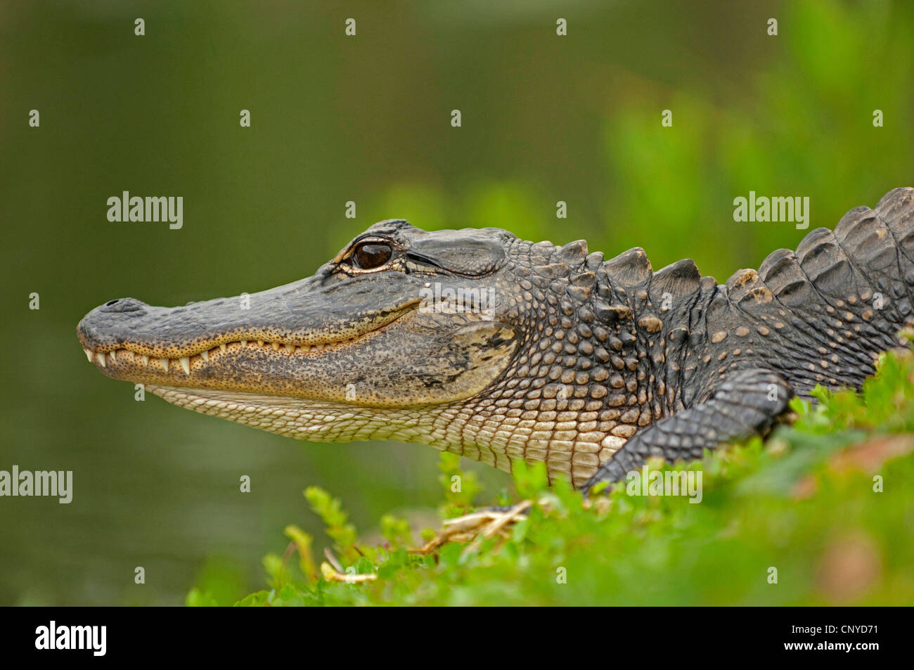 American alligator (Alligator mississippiensis), portrait, USA, Florida ...