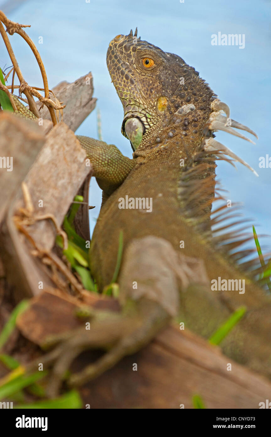 green iguana, common iguana (Iguana iguana), iguana at the water, USA ...