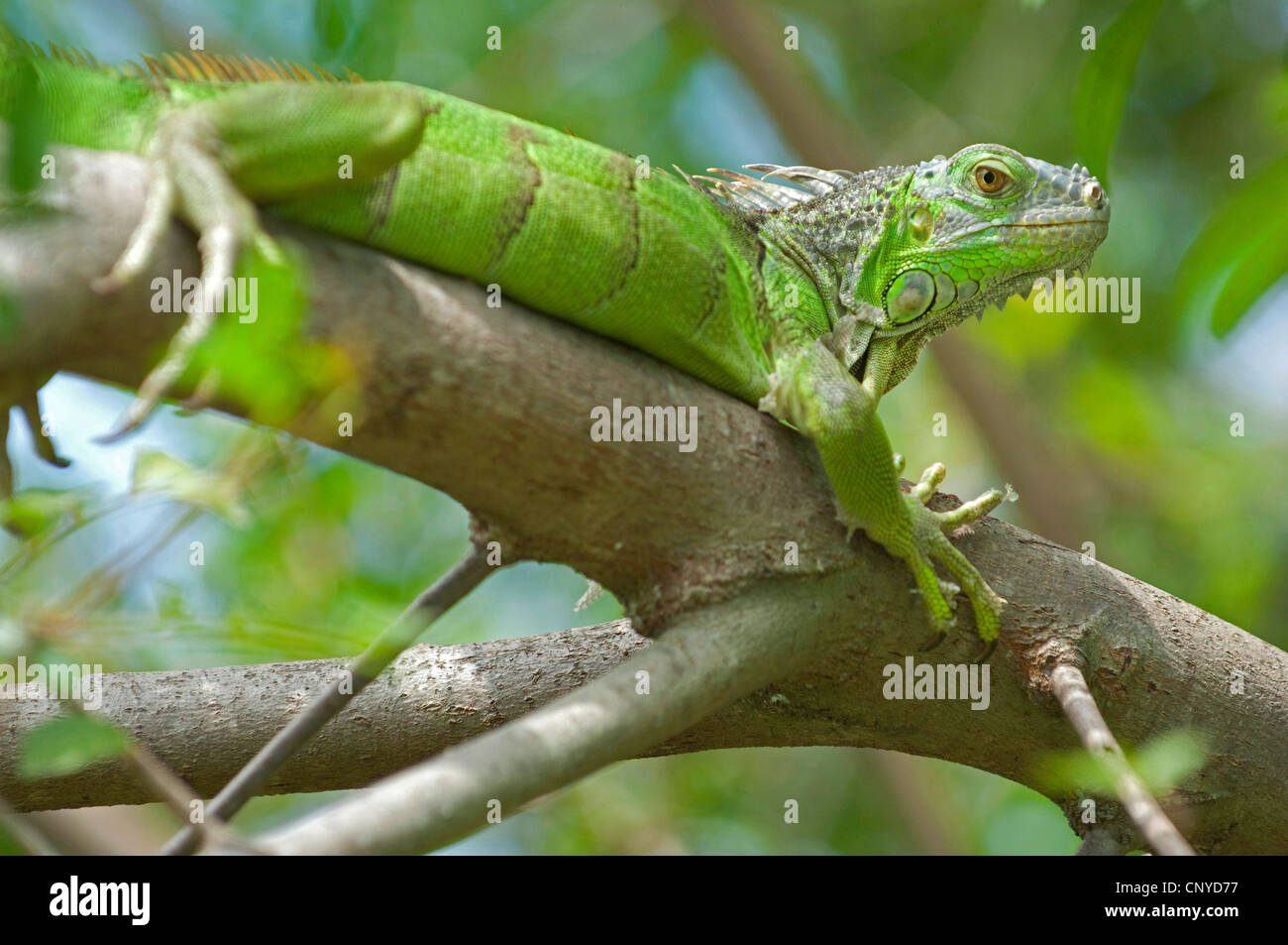 green iguana, common iguana (Iguana iguana), green iguana resting on a ...