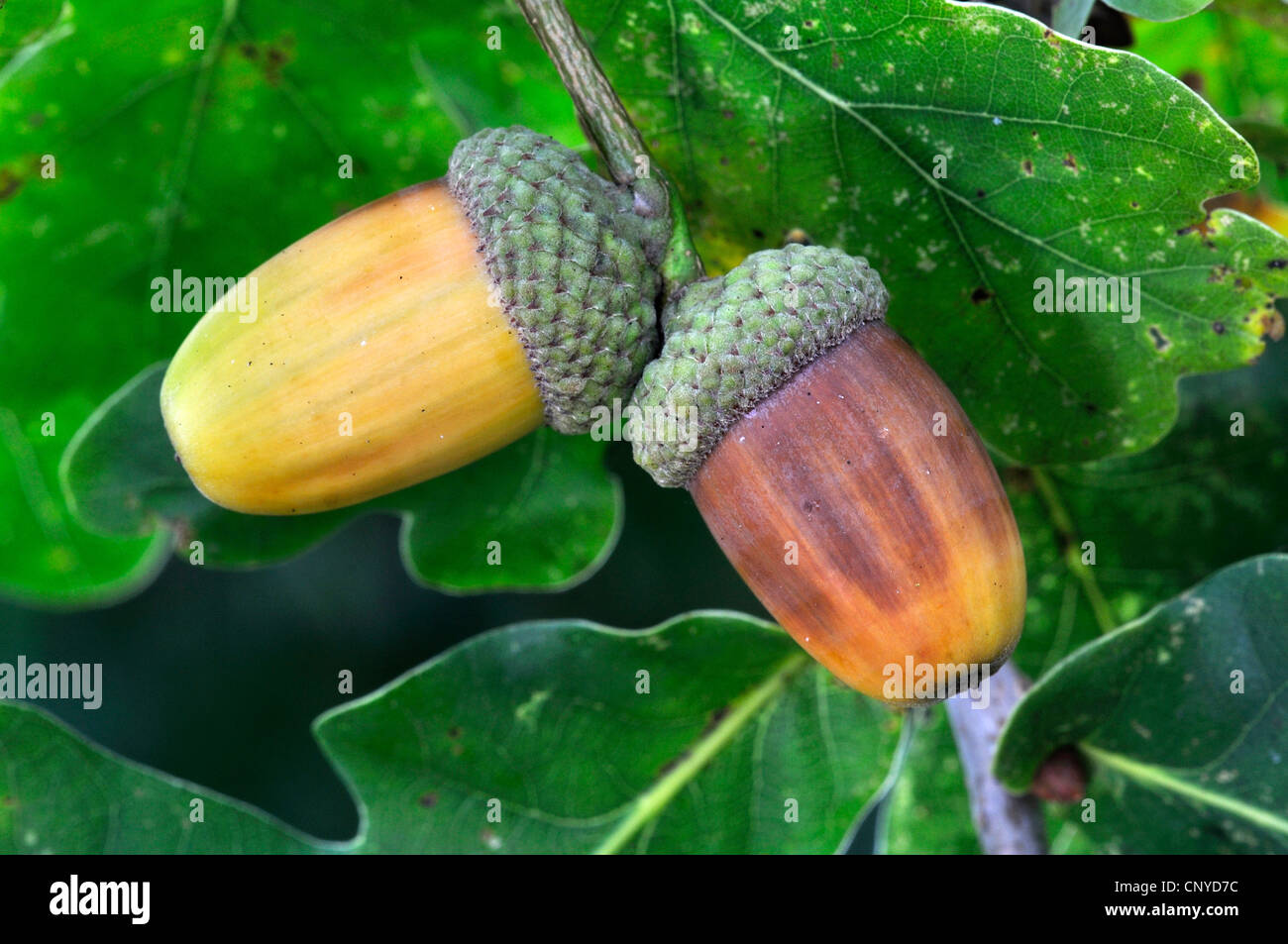 Acorns autumn uk hi-res stock photography and images - Alamy