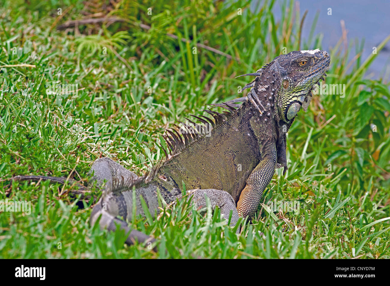 green iguana, common iguana (Iguana iguana), green iguana sitting in ...