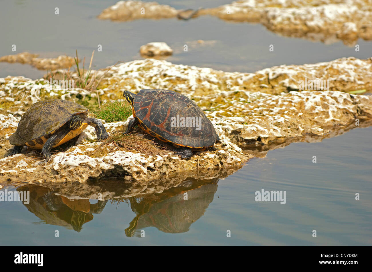 Red bellied turtle hi-res stock photography and images - Alamy