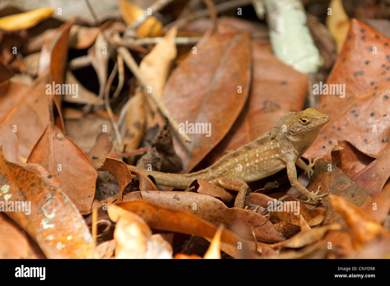 Brown anole side view hi-res stock photography and images - Alamy