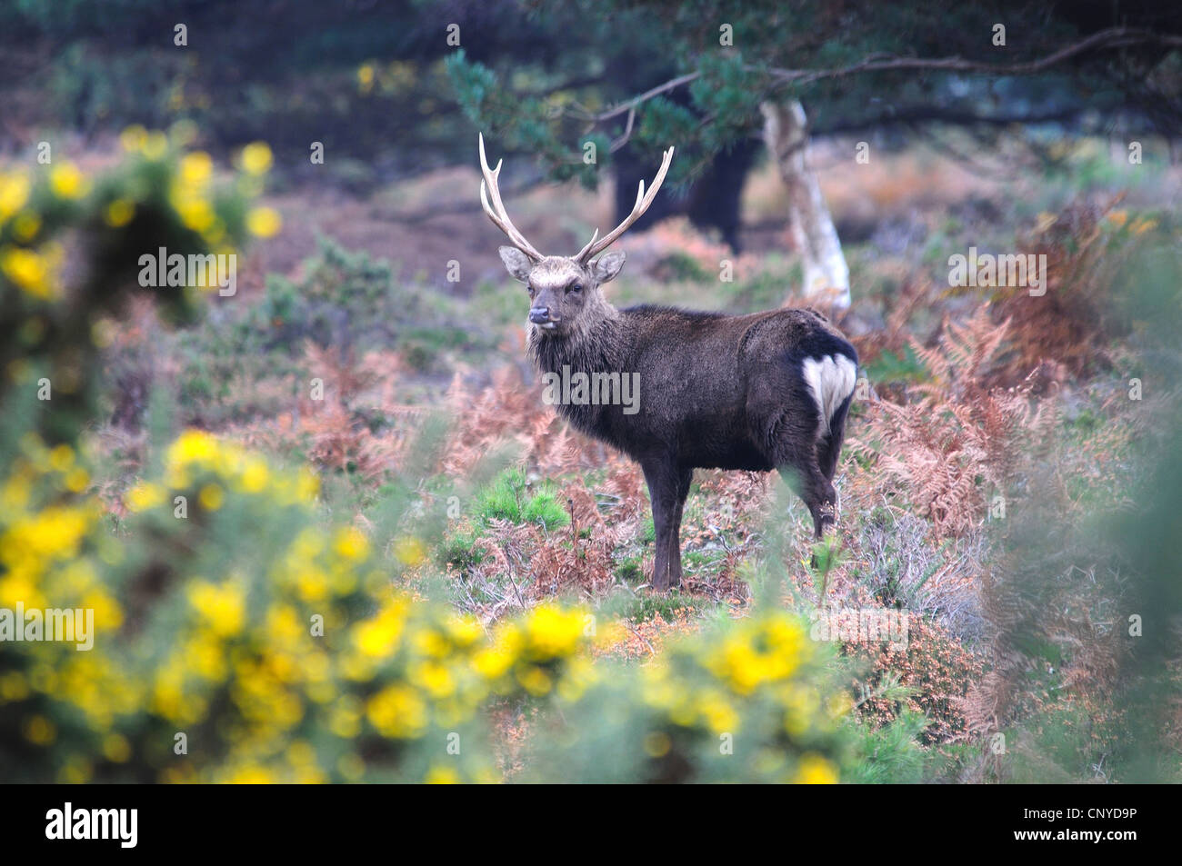 Sika stag and deer hi-res stock photography and images - Alamy