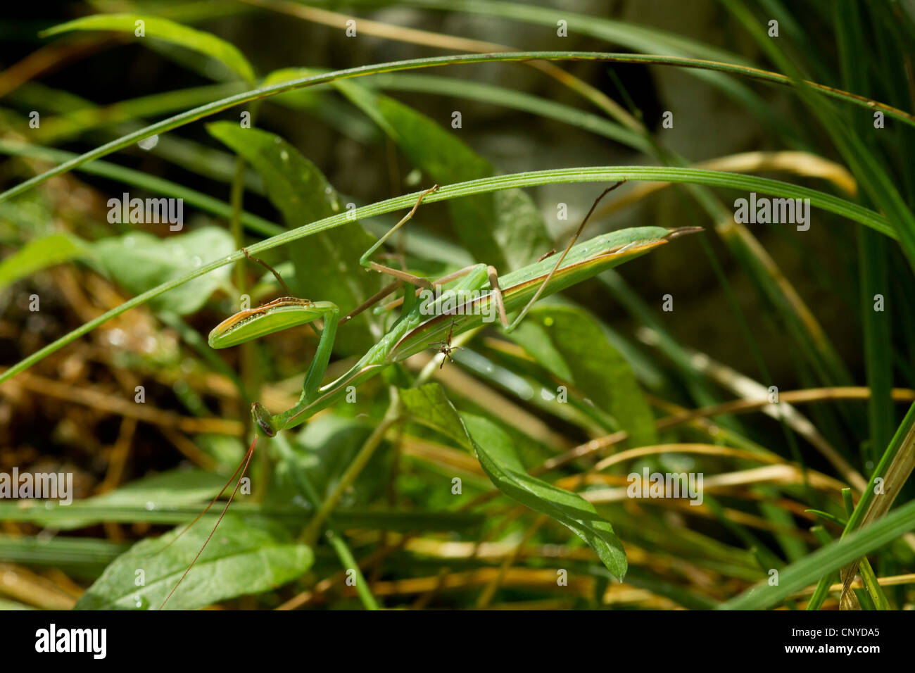 European preying mantis (Mantis religiosa), male, Croatia, Istria Stock ...