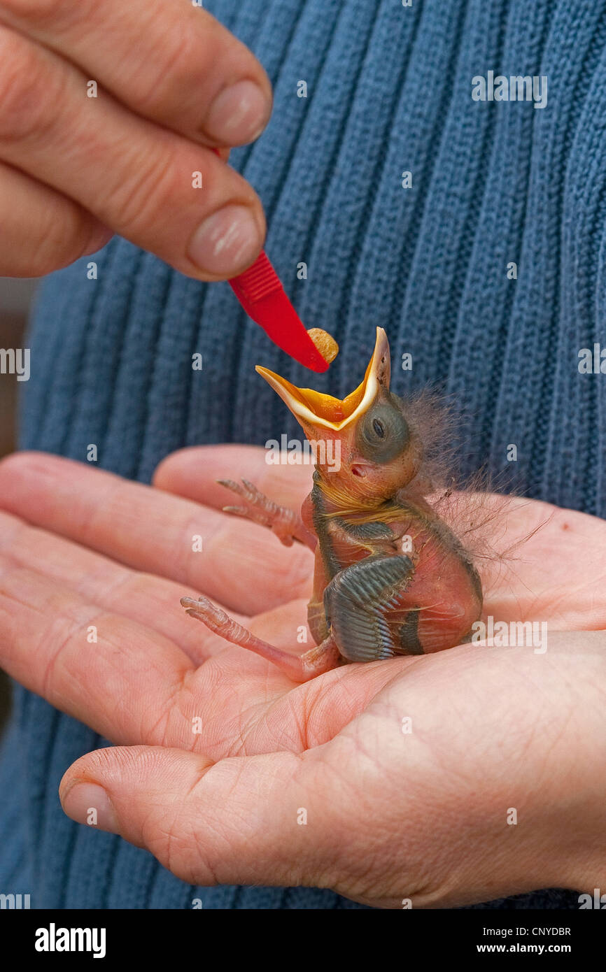 blackbird (Turdus merula), still bald orphaned chicken is sitting in a ...