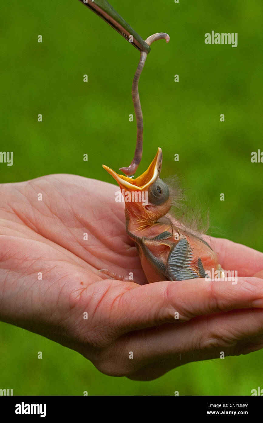 blackbird (Turdus merula), still bald orphaned chicken is sitting in a ...