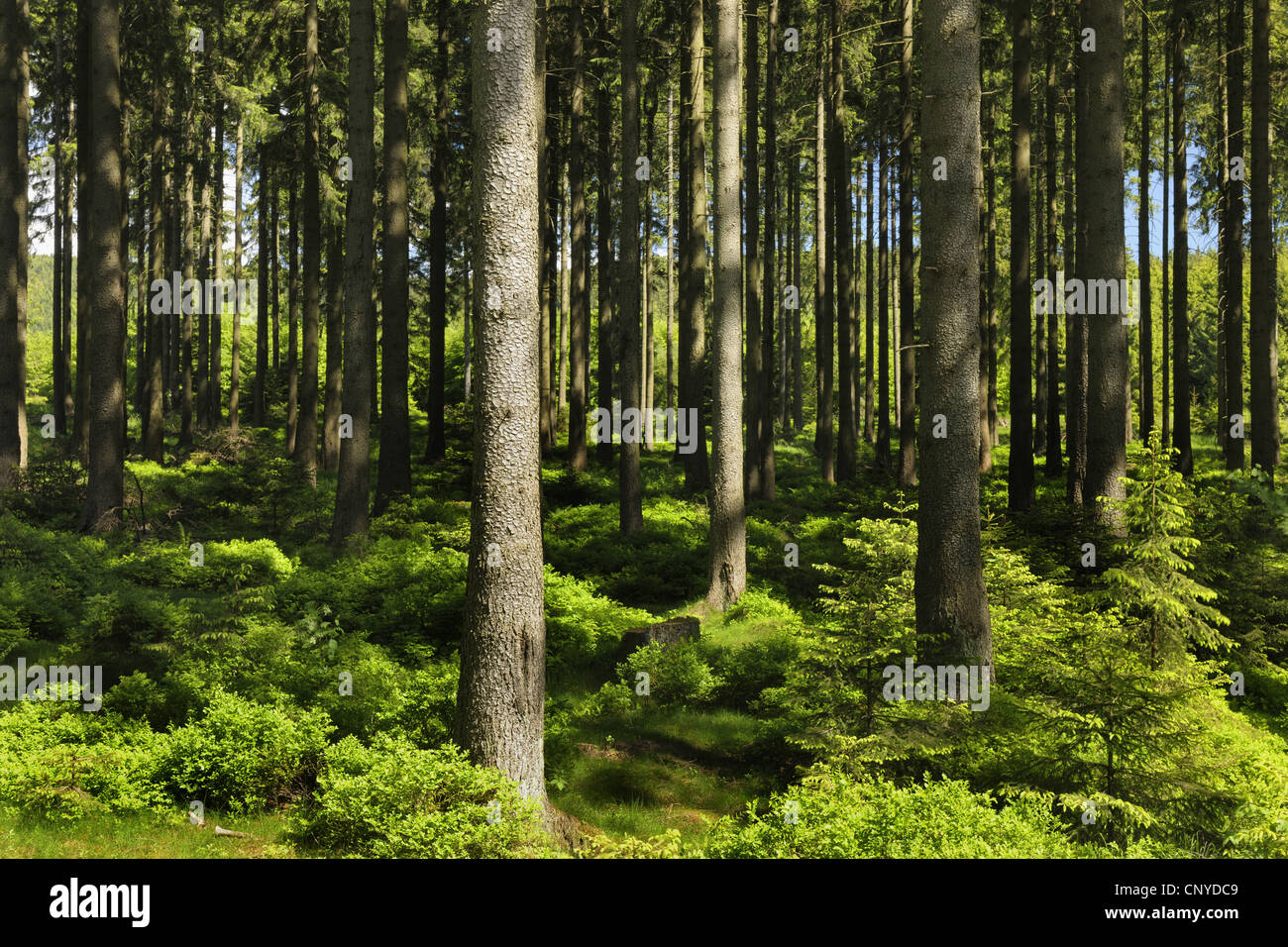Dwarf norway spruce hi-res stock photography and images - Alamy