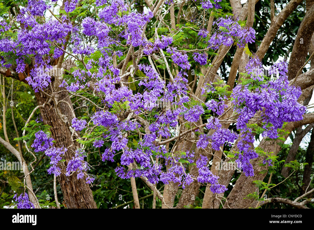 Jacaranda tree gorgeous hi-res stock photography and images - Alamy